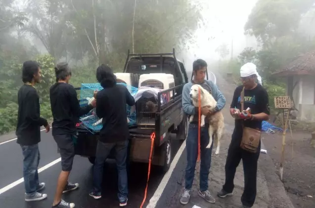 Wanoja Wani Gawé Asa Nyalametkeun Anjing Bali Ditinggalkeun di Gunung 28219_1