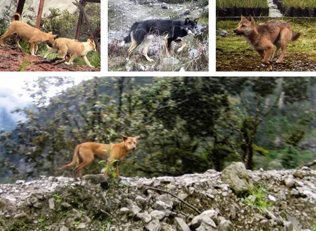 Ginea Berriko mendialdeko txakur basatiaren aldaerak aurkitu dira