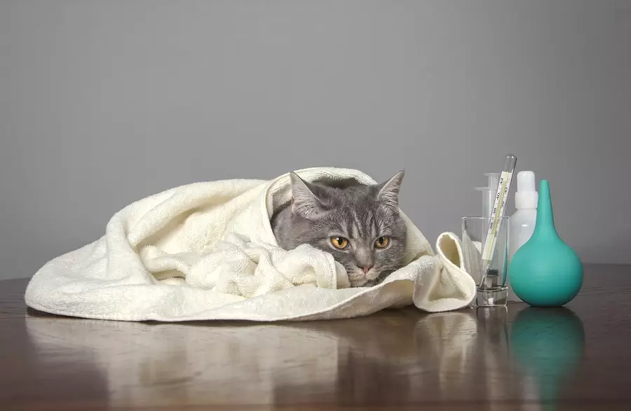 Experții spun că gripa canină sa răspândit pentru a infecta pisicile