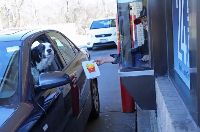 Tədqiqat Heyvan Valideynlərinin Və Poochların Fast Food Restoranlarını Sevdiyini Göstərir 2857_1