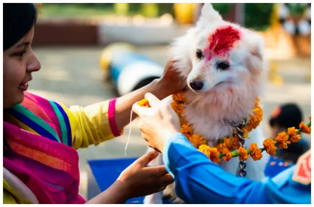 Nepalo Kukur Tihar festivalis švenčia šuns dieną 28619_1