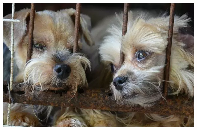 Humane Society သည် 'Horrible Hundred' Puppy Mill List ကို ထုတ်ပြန်ခဲ့သည်။ 29041_1