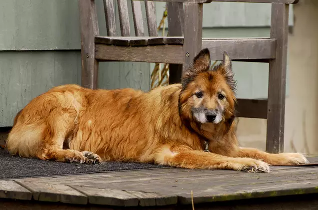 Praten over palliatieve zorg voor oudere honden 2914_1