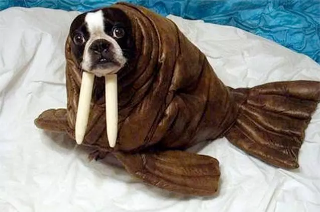 11DogHatesWalrusCostume