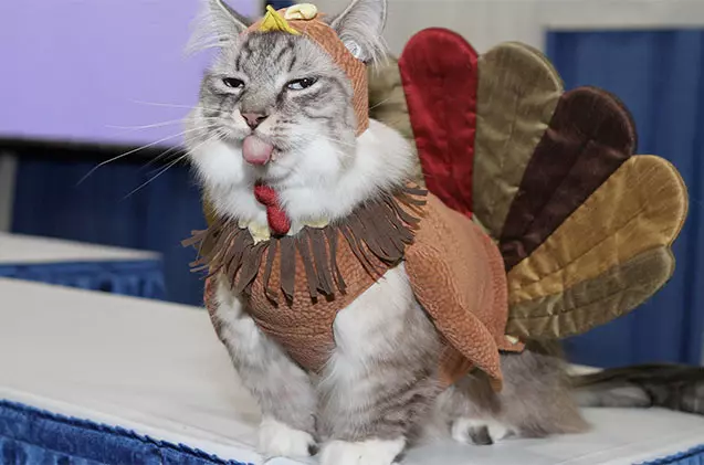 1Cat HatesTurkeyOutfit