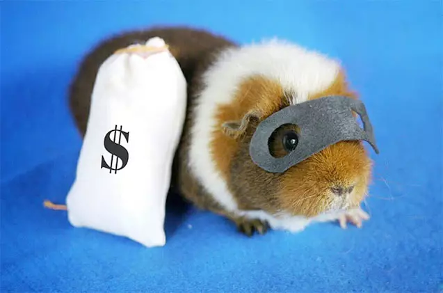 6GuineaPigCostume