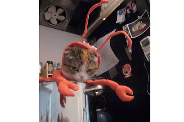 8CatLobsterHalloween