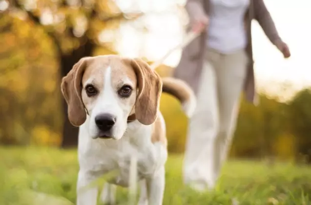 Cuireann Lánúin Texas an milleán ar Wag! Walker Mar gheall ar Bhás a Madra 29523_1