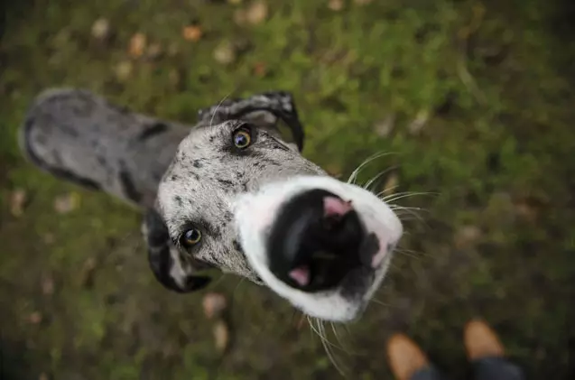 Köpeklerde Serebellar Ataksi Nedir? 2953_1