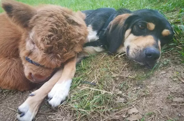 È un vitello che ama la vita dei cani in questa fattoria della Carolina del Nord [Video] 29564_1