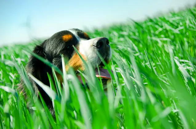 Studi: Kanker Anjing Terkait dengan Bahan Kimia Rumput Umum 29607_1