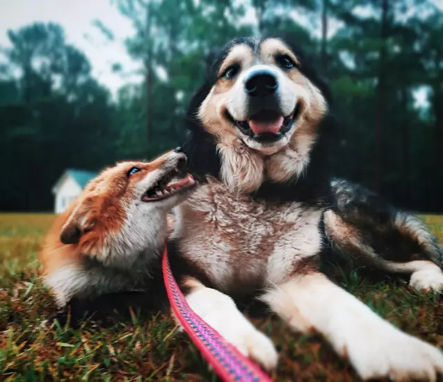 現實生活中的獵狐犬 7