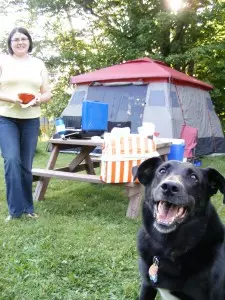 camping-with-dogs-1