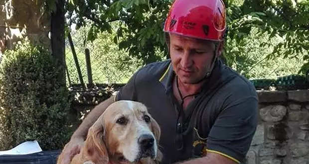 Redning av hund fra jordskjelvstein vil få deg til å gråte [Video] 2977_1