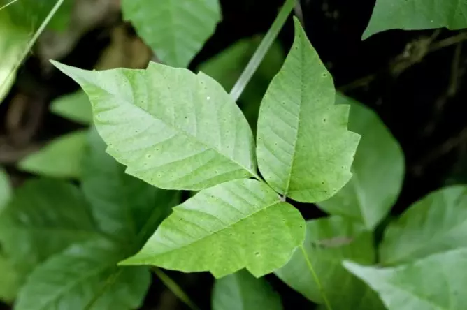 কুকুরের মধ্যে বিষ আইভি সম্পর্কে সব 2985_1