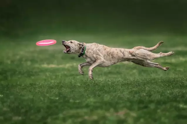 Ihe ngosi Nkịta dị ịtụnanya na-edobe ndekọ ụwa maka Frisbee Catch 2986_1