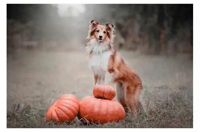 Pumpkin Spice Pet Essentials Para sa Isang Perpektong Taglagas 29942_1