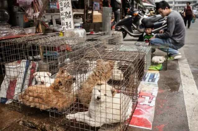 China reclasifica perros como mascotas justo antes del festival de carne de perro de Yulin 29983_1