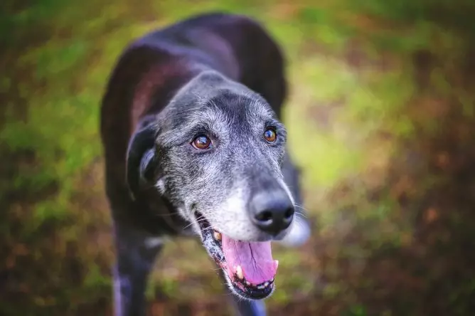 Kıdemli Köpek Sahiplenmek için En İyi 10 Neden 3010_1