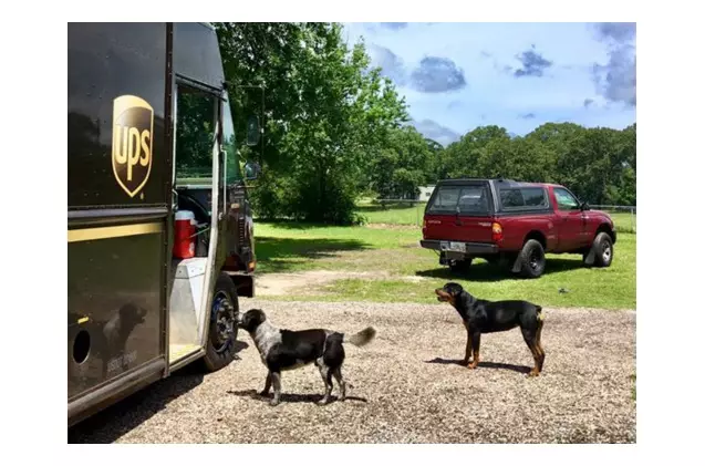 UPS-leveringschauffør henter hunde-selfies på sin rute 30439_3