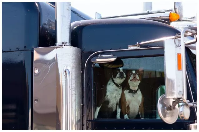 Mutts4Trucks Pares Shelter Dogs Ug Truck Drivers Aron Maigo sa Bukas nga mga Dalan 30674_1