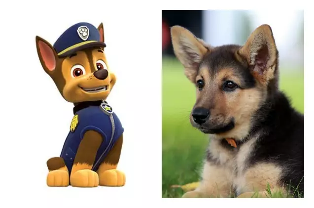 Paw Patrol ya sami wahayi daga nau'ikan karnuka masu daɗi kamar wannan makiyayi na Jamus