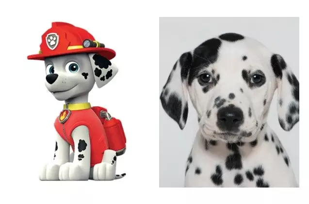 Marshall is gebaseerd op een Dalmatische puppy