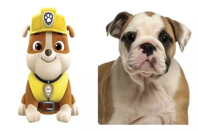 Rubble de Engelse bulldog is een geweldige pootpatrouillehond