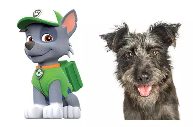 Rocky est un héros de Paw Patrol de race mixte