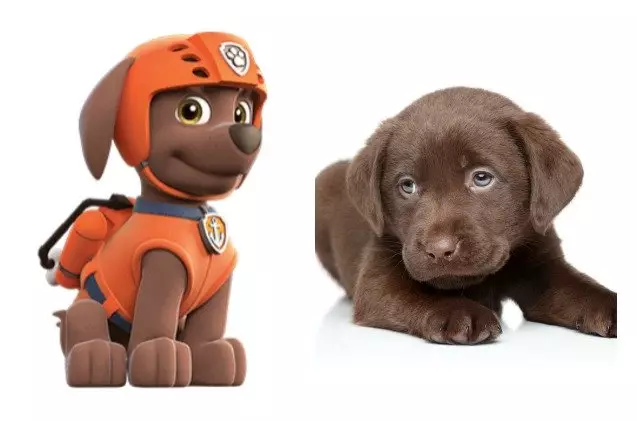 Zuma is in grutte Labrador Retriever op Paw Patrol