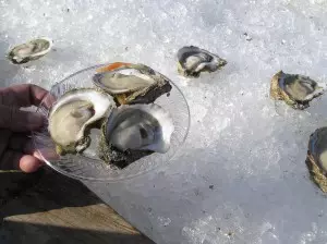 Ny toerana tsara indrindra hiainana oyster vaovao avy any an-dranomasina dia hita na aiza na aiza ao amin'ny Franklin County, Florida.