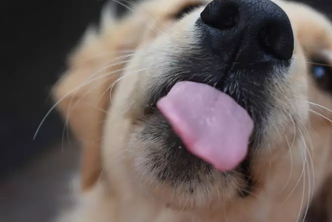 ¿Por qué los perros se lamen antes de dormir? 30817_1