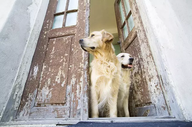 Hur du hindrar din hund från att fly ut genom ytterdörren 3093_1