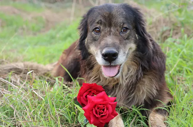 ¿Es la adopción de animales las nuevas citas en línea? 3103_1