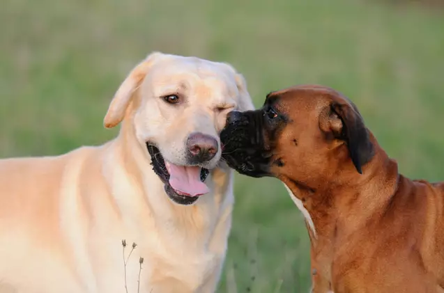 Wat is de ziekte van Cushing bij honden? 3111_1