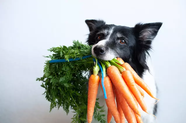 Beschte natierlech Hond Liewensmëttel 311_1