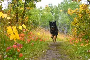 cane-escursione-autunnale-1