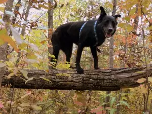 autumn-hike-dog-4