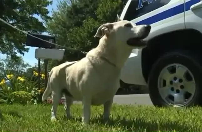 Perro trae equipo de rescate para ayudar a anciano varado en el bosque 3143_1