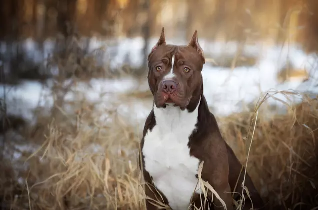 Beschte Hond Liewensmëttel fir Pitbulls 315_1