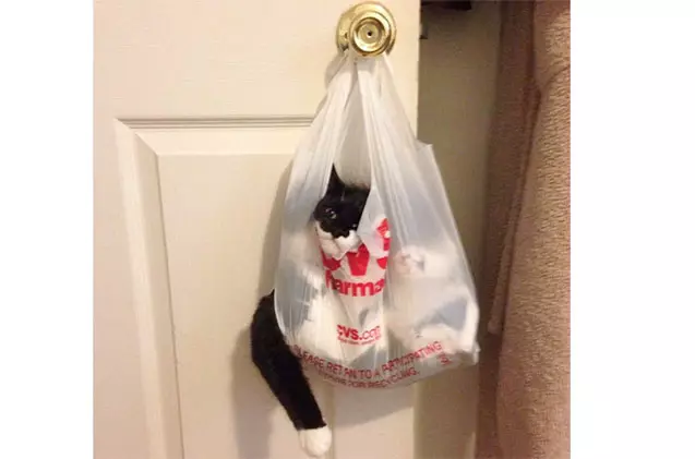 7Cat StuckInBag