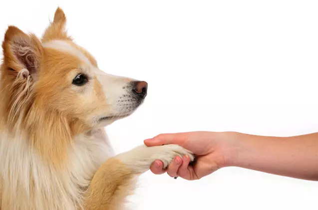 5 základních tipů pro seznámení psů s cizími lidmi