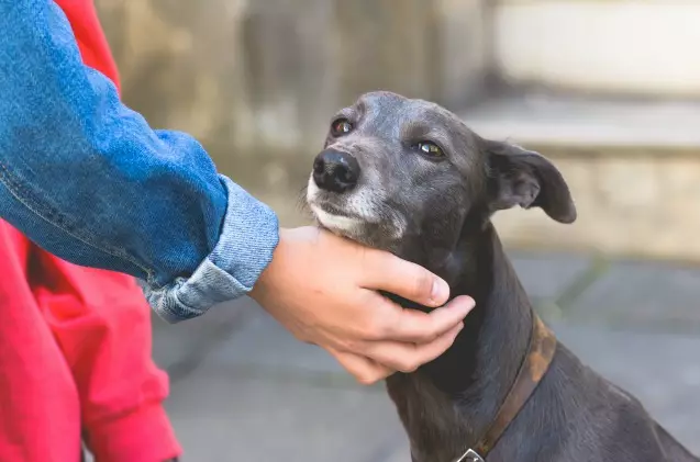 Une nouvelle enquête révèle une baisse du nombre de propriétaires d'animaux en Angleterre 3175_1