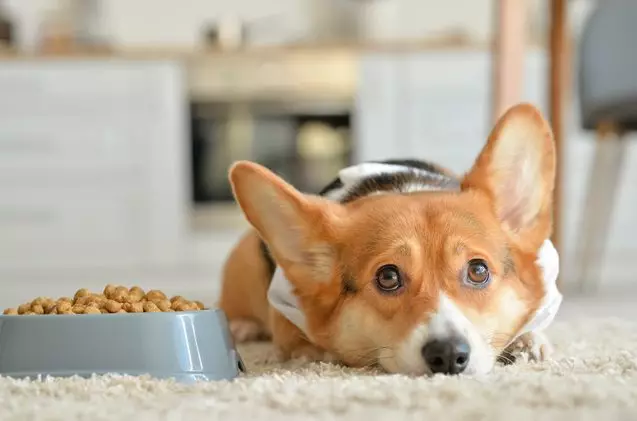 Makanan Anjing Terbaik untuk Perut Sensitif 318_1