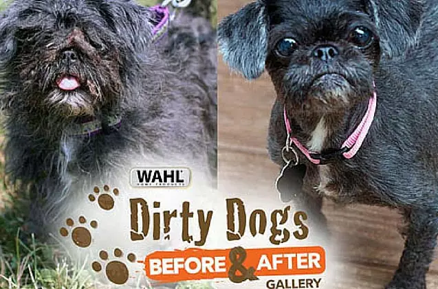 Hääletage oma lemmiku muudatuse poolt konkursil Wahl's Dirty Dog Before & After