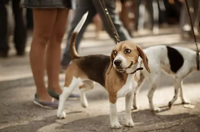 Storbyhunder kan nå få tittelen Urban Canine Good Citizen 3194_1