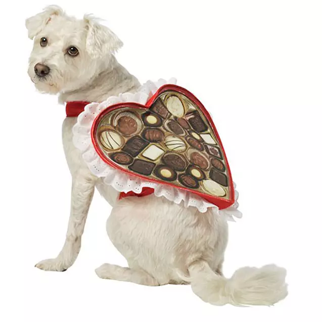 10 Dog Costume Treats