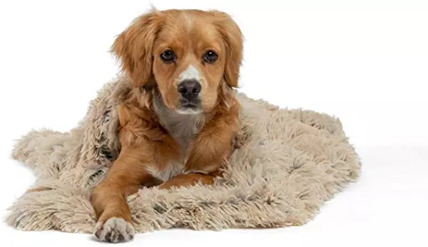 Best Blanket Dog 32177_5