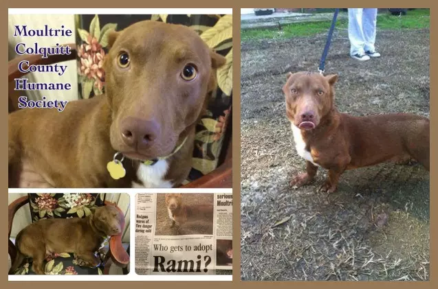 Shelter Sensation Rami, la mezcla de Pitbull y Dachshund, se convertirá en un perro de terapia 33083_1