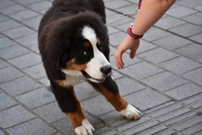 Wie man sich mit einem schreckhaften Hund verbindet 330_1